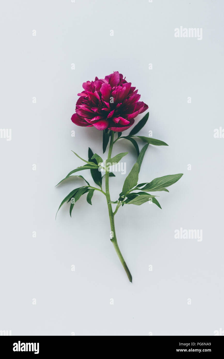 top view of one pink peony flower with leaves on white Stock Photo - Alamy