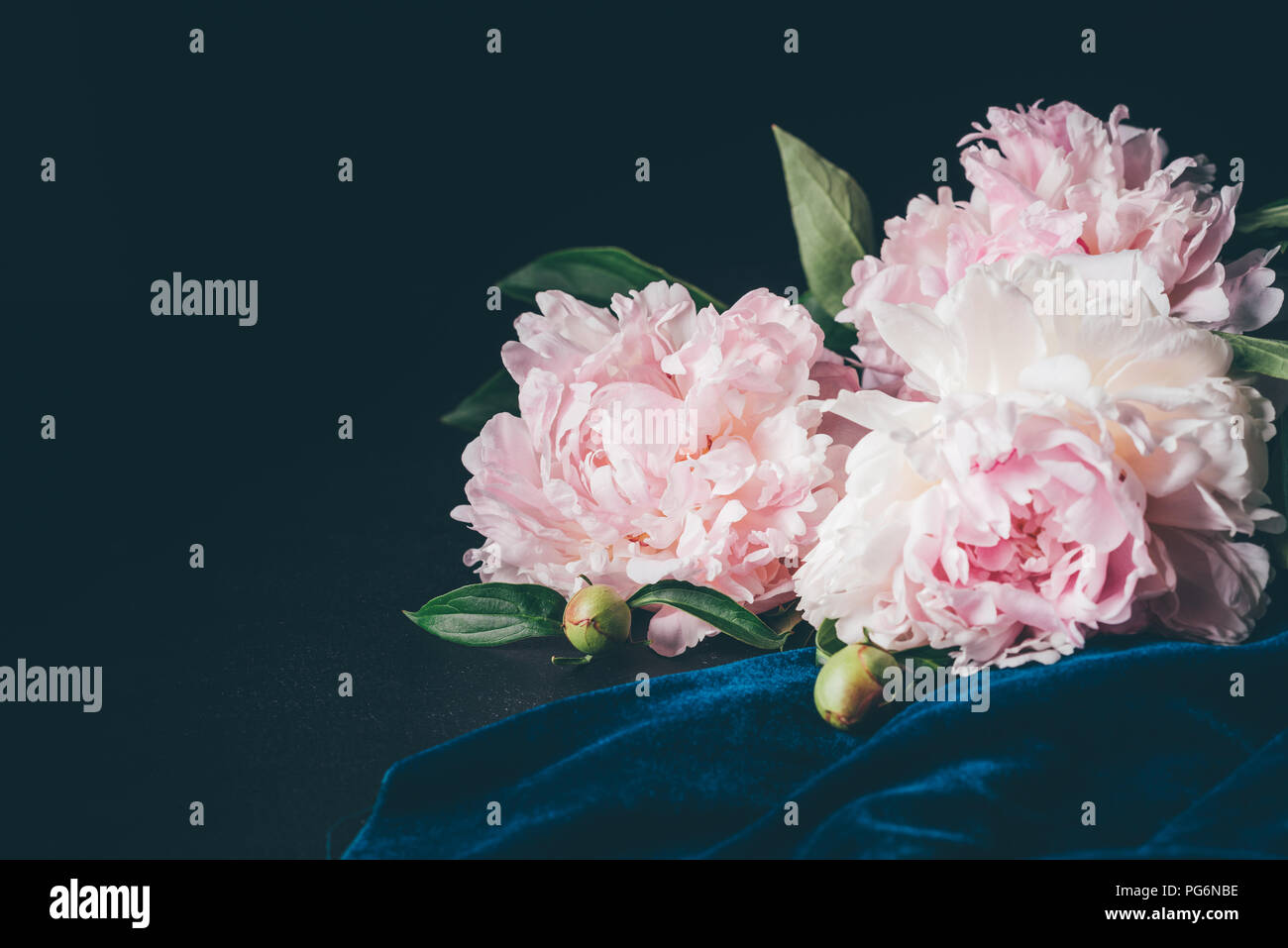 Light pink peonies hi-res stock photography and images - Alamy