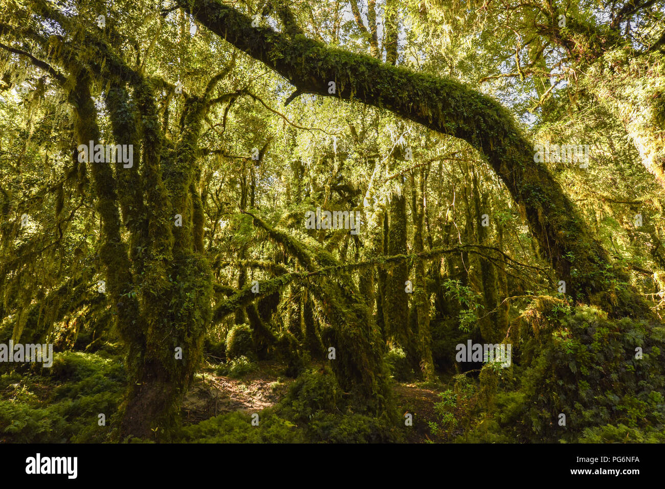 Bosque Encantado Oregon