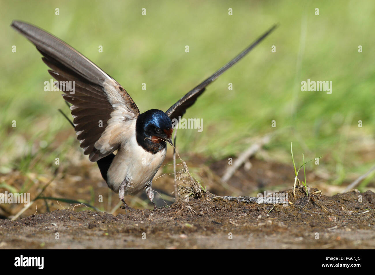 Barn Swallow Nesting High Resolution Stock Photography and Images - Alamy