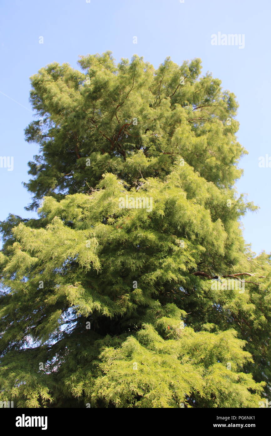 Fluffy tree hi-res stock photography and images - Alamy