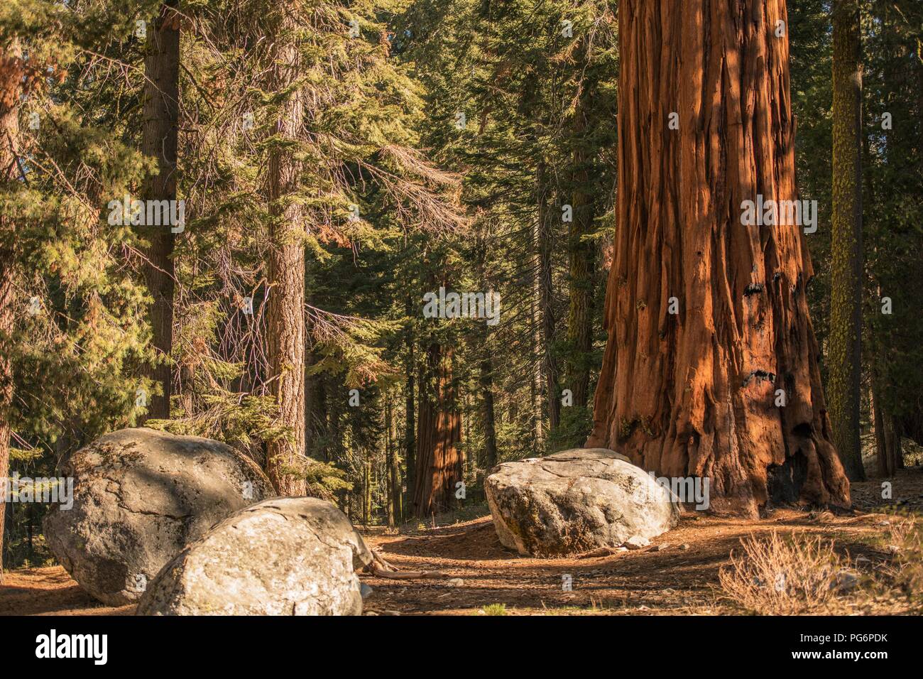 Summer in the Sequoias Ancient Forest in California Sierra Nevada ...