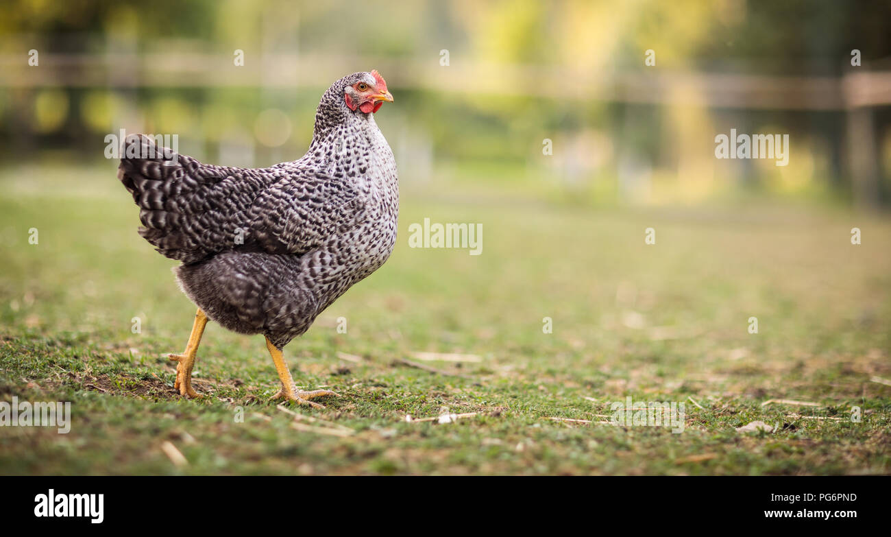 Hen in a farmyard (Gallus gallus domesticus Stock Photo - Alamy