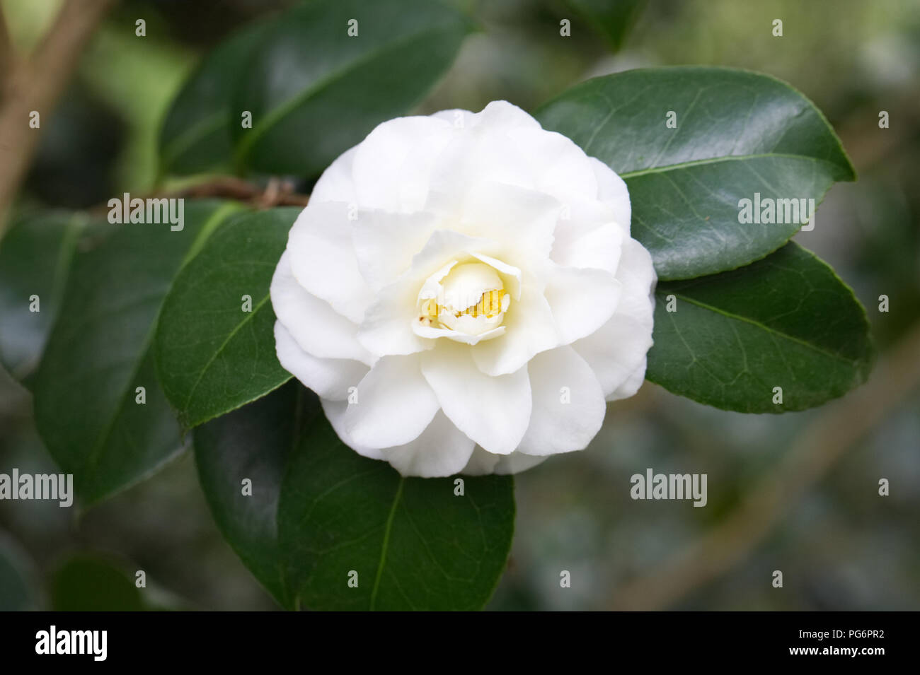 Camellia japonica white hi-res stock photography and images - Alamy