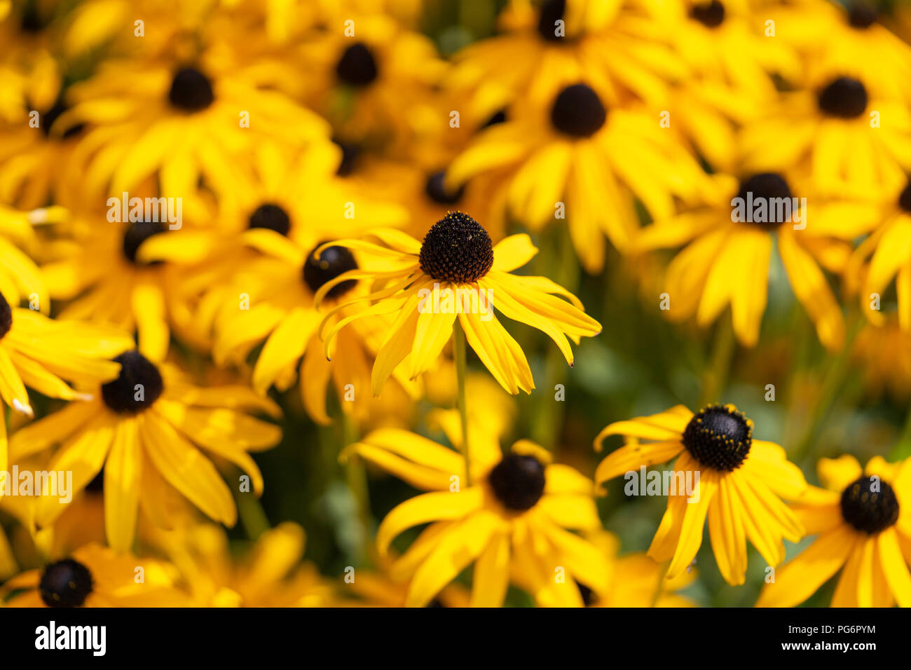 Black Eyed Susan Rudbeckia Hirta High Resolution Stock Photography and ...