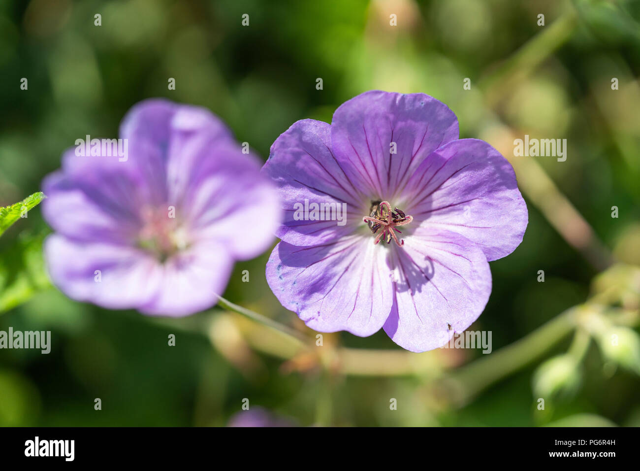 Lavender lilac lower petals hi-res stock photography and images - Alamy