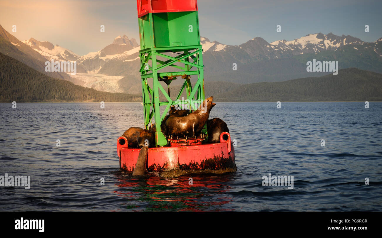Seals on buoy hi-res stock photography and images - Alamy