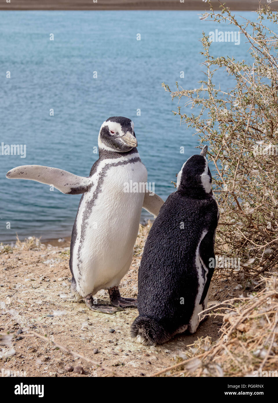 Aves argentina hi-res stock photography and images - Alamy