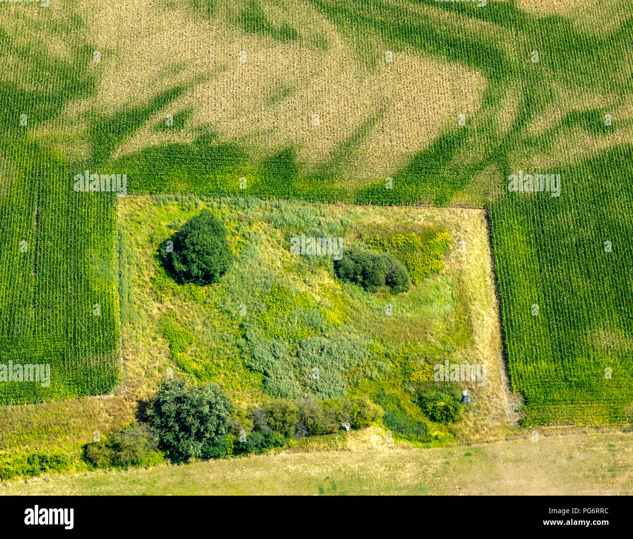 Spongebob squarepants hi-res stock photography and images - Alamy