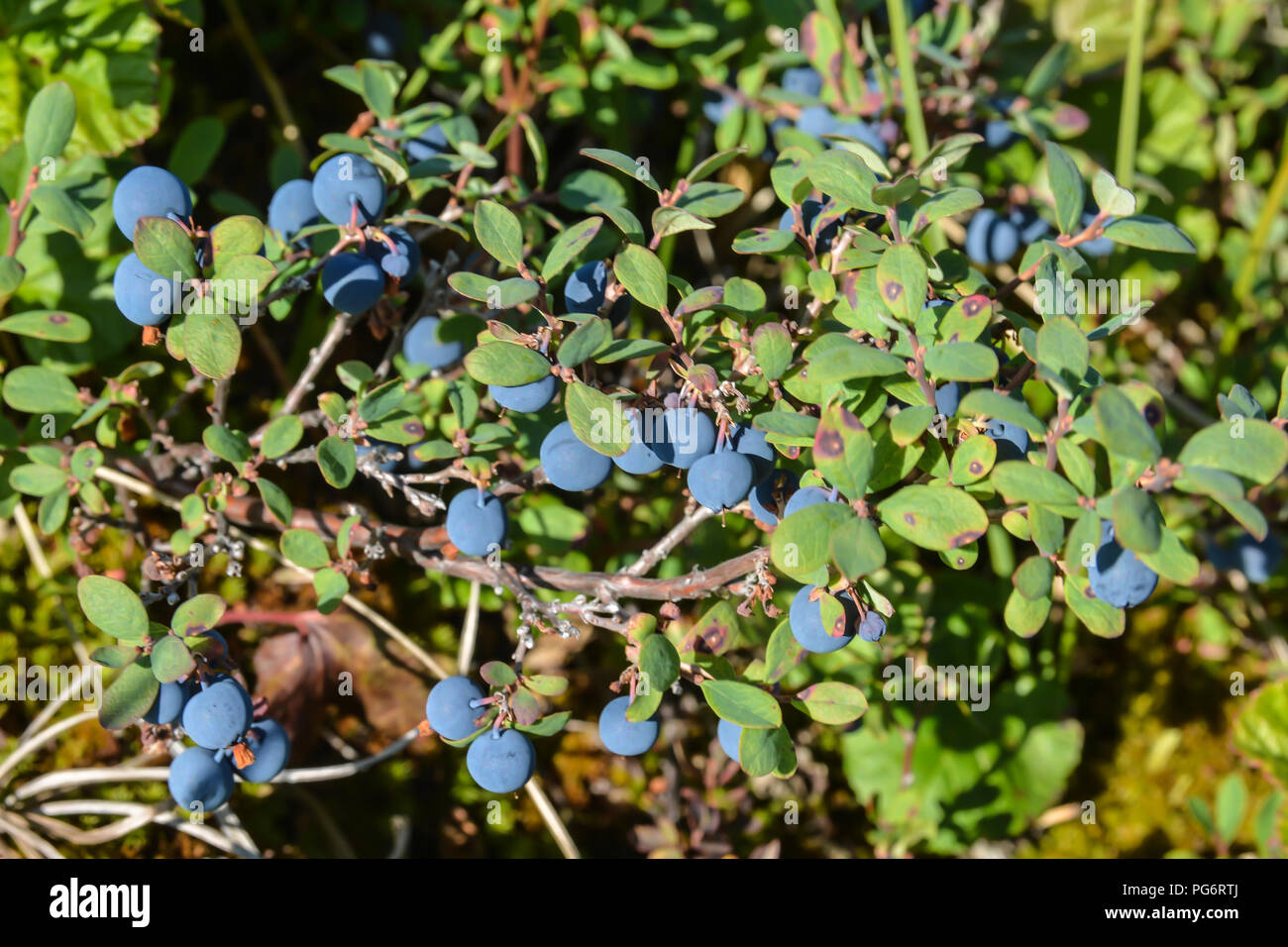 Blueberries ripen in summer hi-res stock photography and images - Alamy