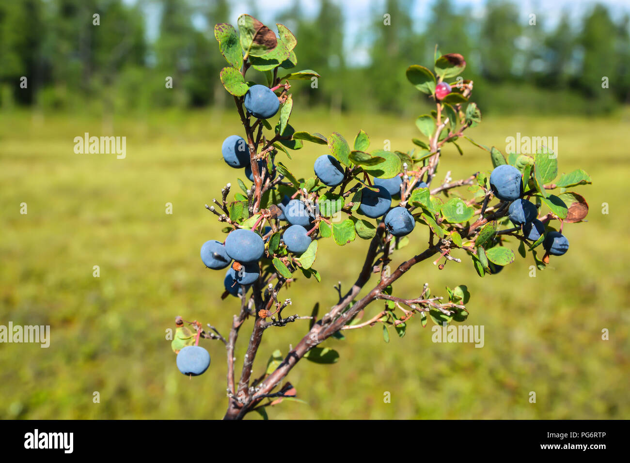 Ripe blueberries. Berries ripen in the Yamal tundra Stock Photo - Alamy