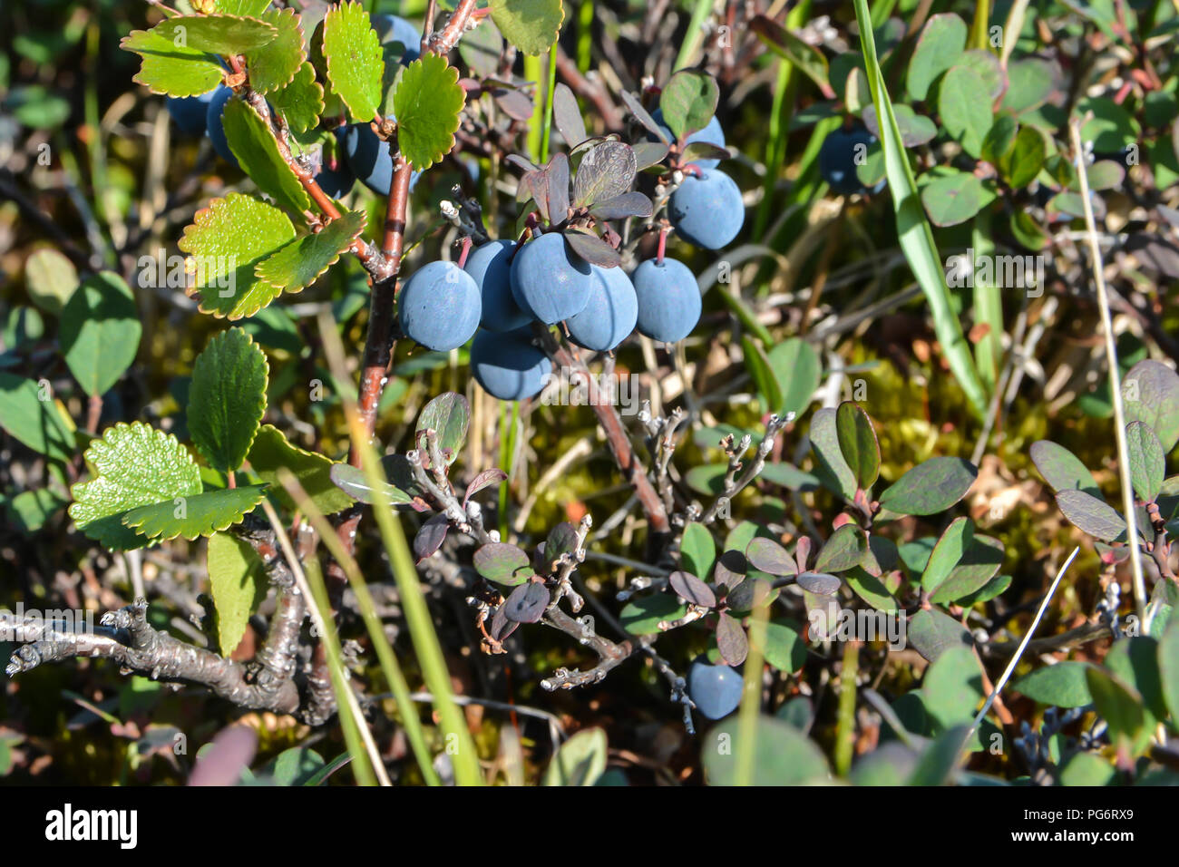 Ripe blueberries. Berries ripen in the Yamal tundra Stock Photo - Alamy