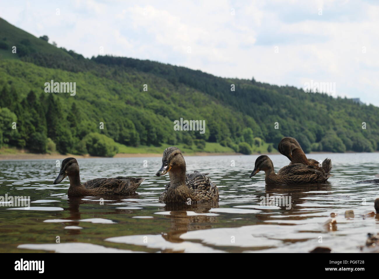 Ducks on the lake Stock Photo - Alamy