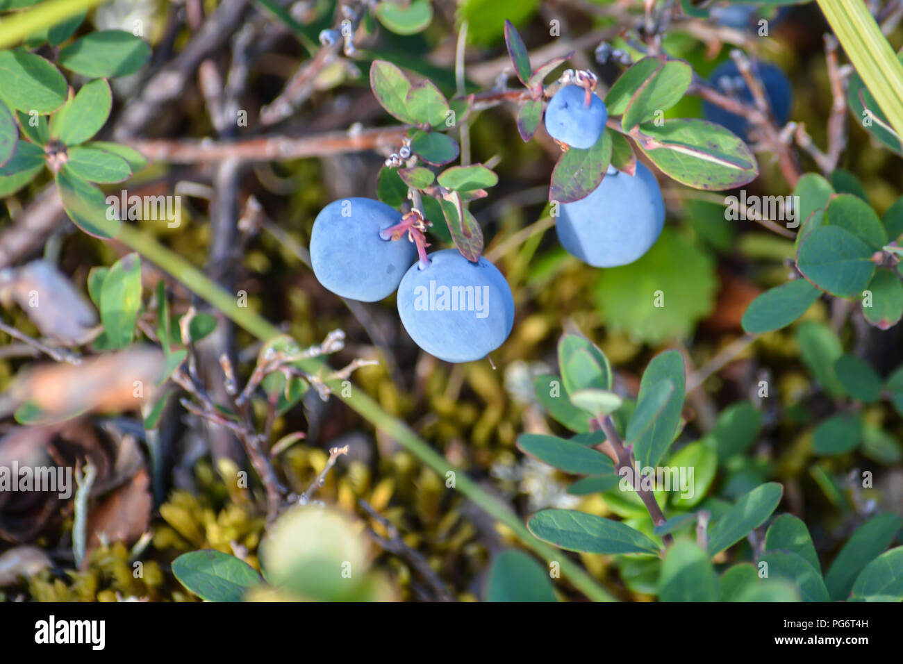 Ripe blueberries. Berries ripen in the Yamal tundra Stock Photo - Alamy