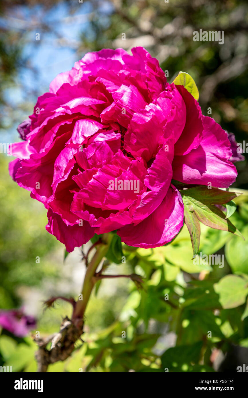 Cerise Flower High Resolution Stock Photography and Images - Alamy