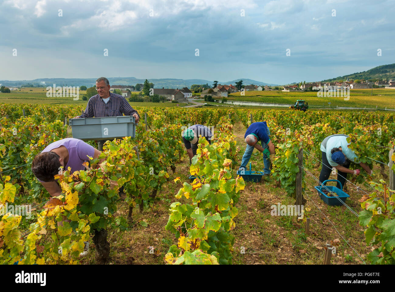 LE MONTRACHET DRC Grape pickers in Domaine de la Romanee-Conti Grand ...