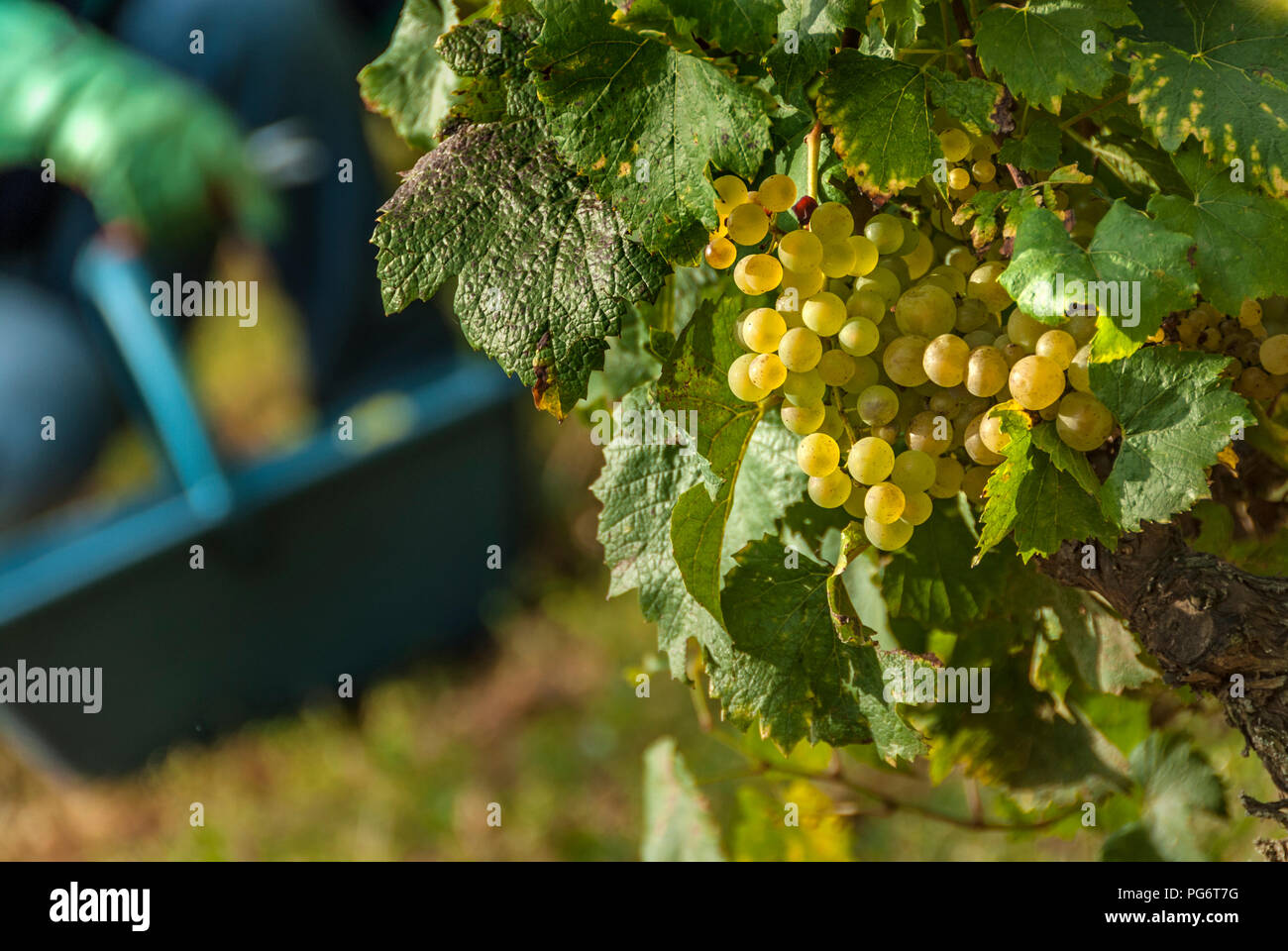 Puligny montrachet vineyard hi-res stock photography and images - Alamy