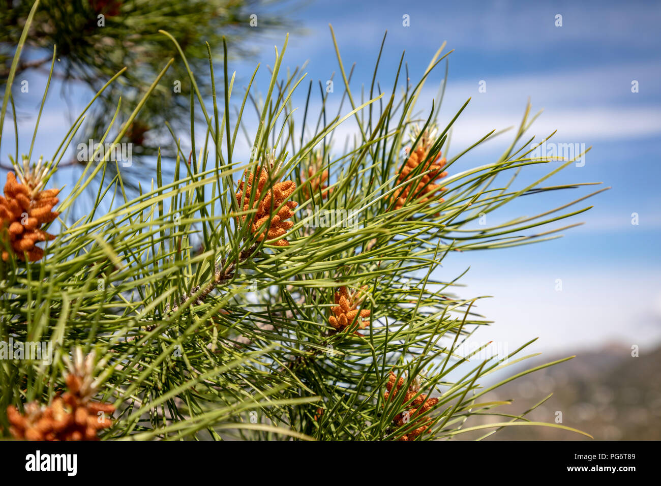 Pine tree with seed pods in Andalusia, Spain Stock Photo - Alamy