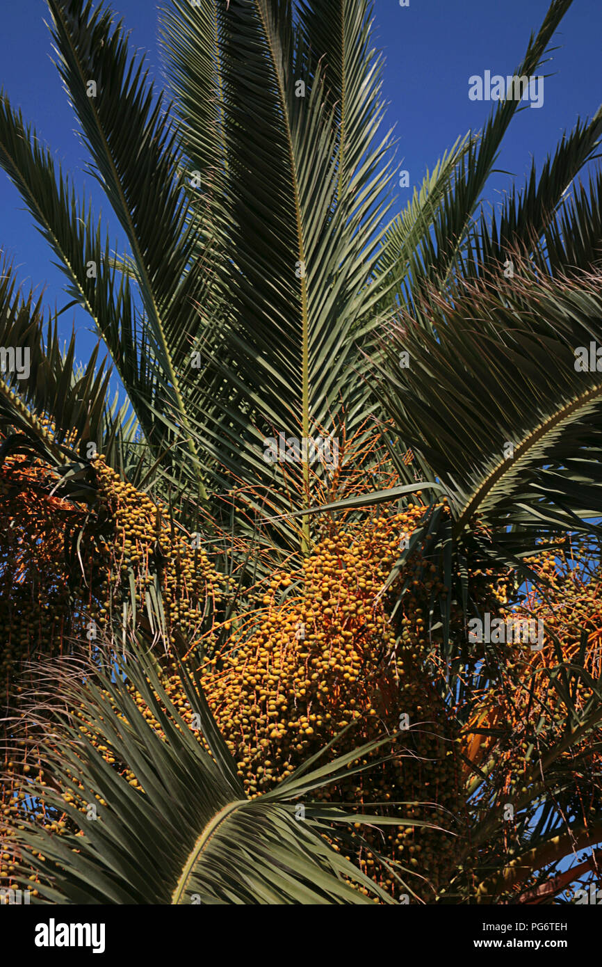 Date palm, Phoenix dactylifera, Gruissan, Aude, Occitanie, France ...