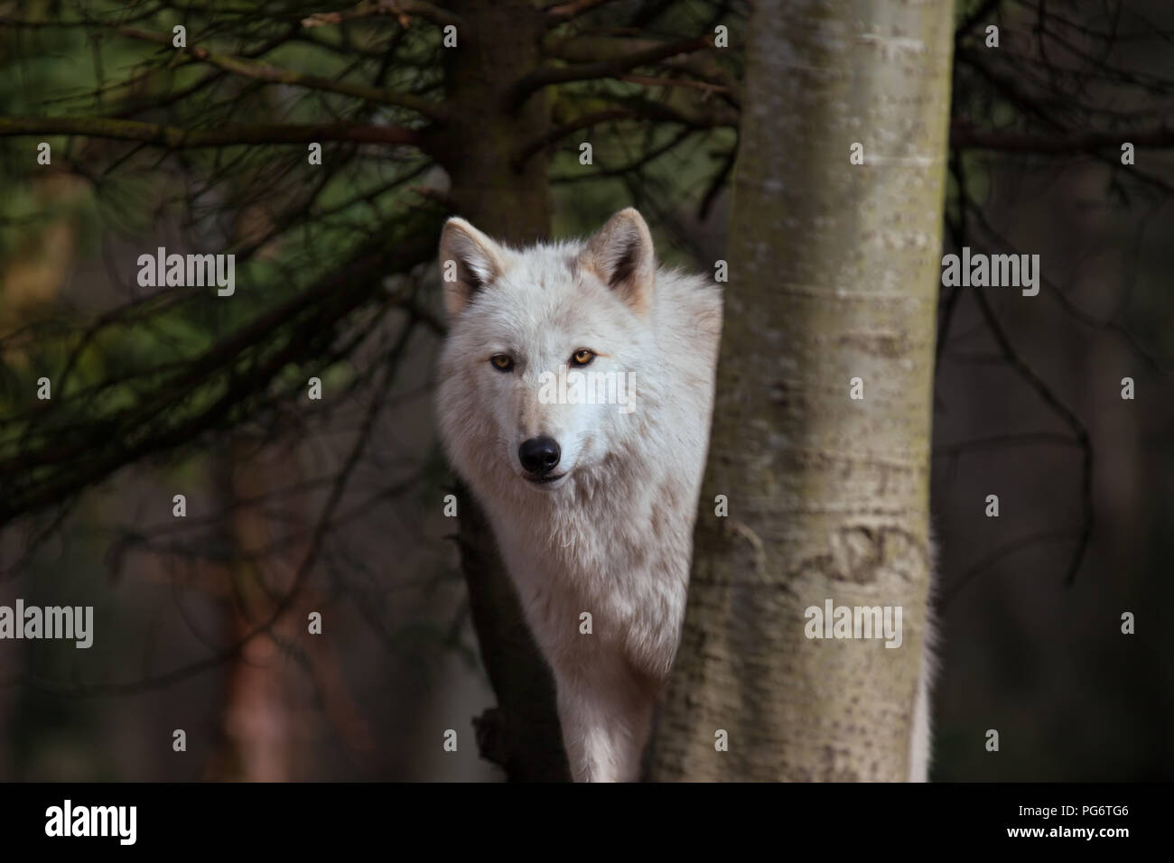 White wolf in trees staring Stock Photo - Alamy