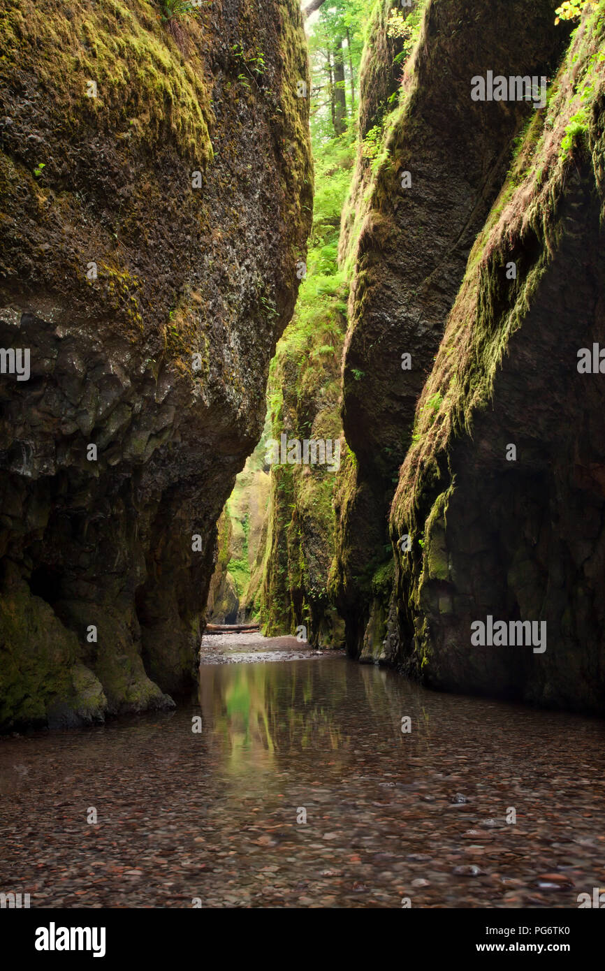 Mossy gorge hi-res stock photography and images - Alamy