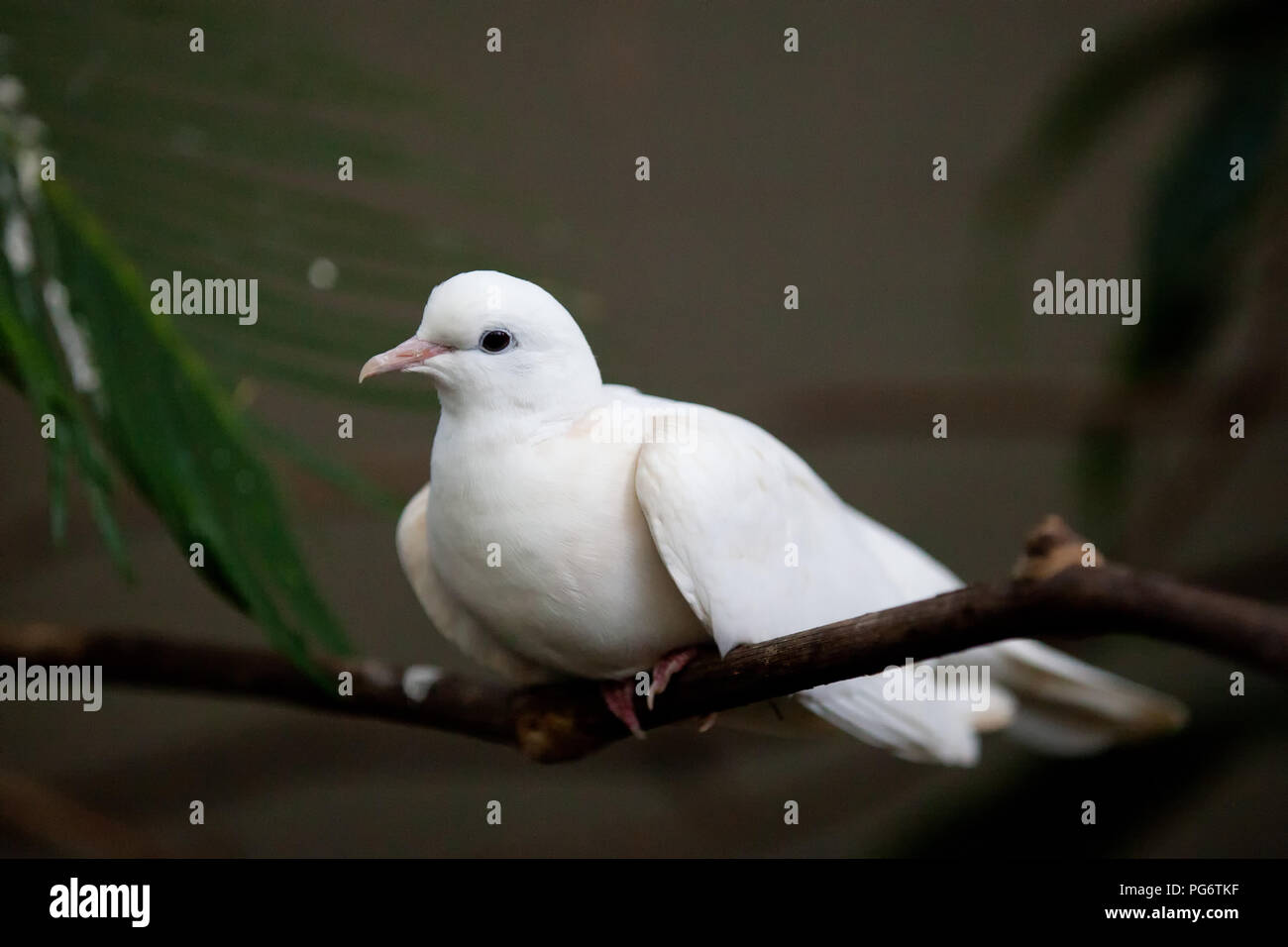 Dove of peace church hi-res stock photography and images - Alamy
