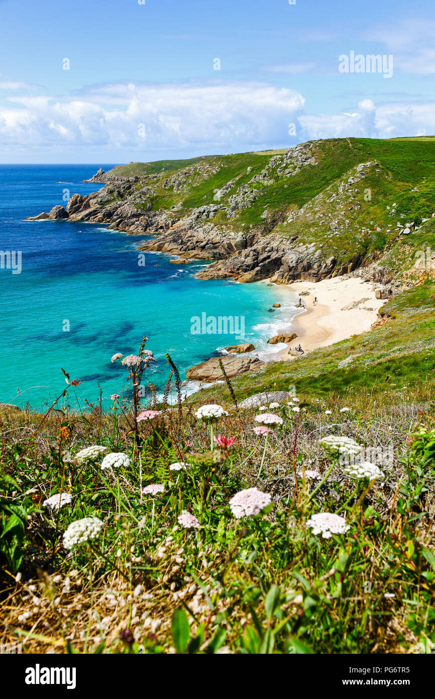 Cornwall beach flowers hi-res stock photography and images - Alamy