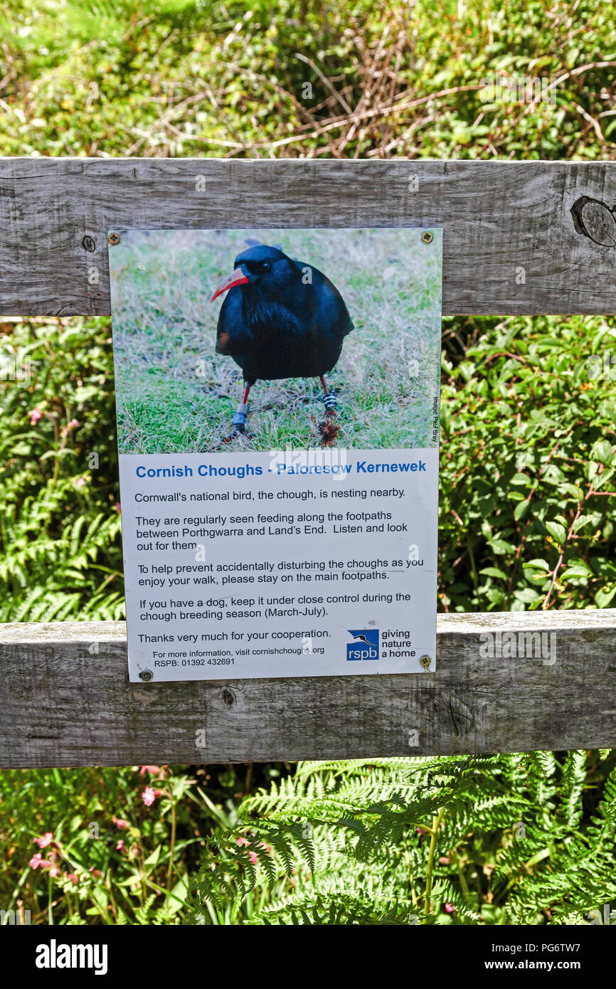 Chough bird hi-res stock photography and images - Alamy