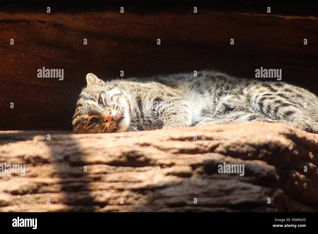 Big cat nap hi-res stock photography and images - Alamy