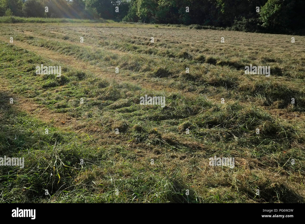 Field mowed hi-res stock photography and images - Alamy
