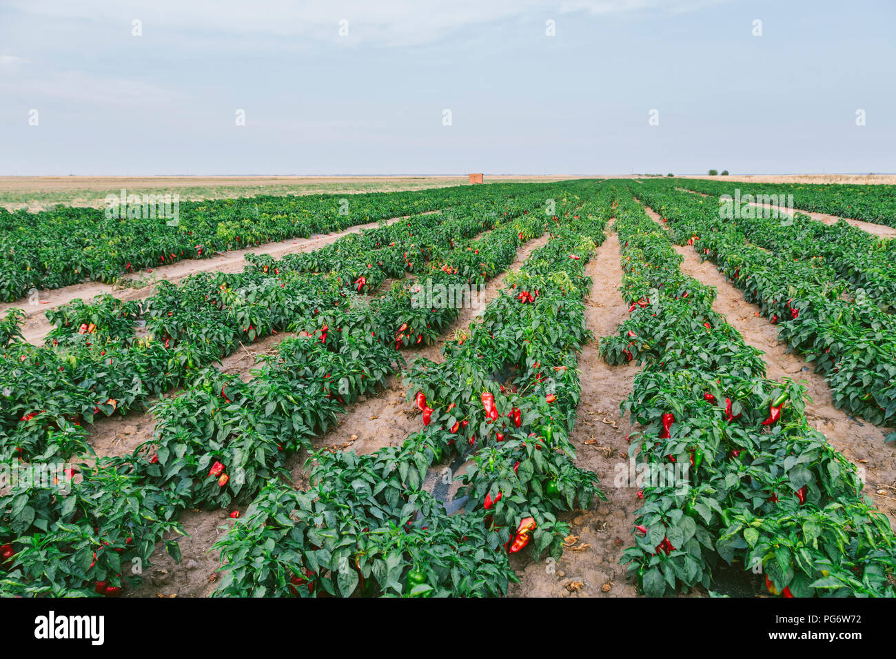 Serbia, field, red bell peppers Stock Photo - Alamy