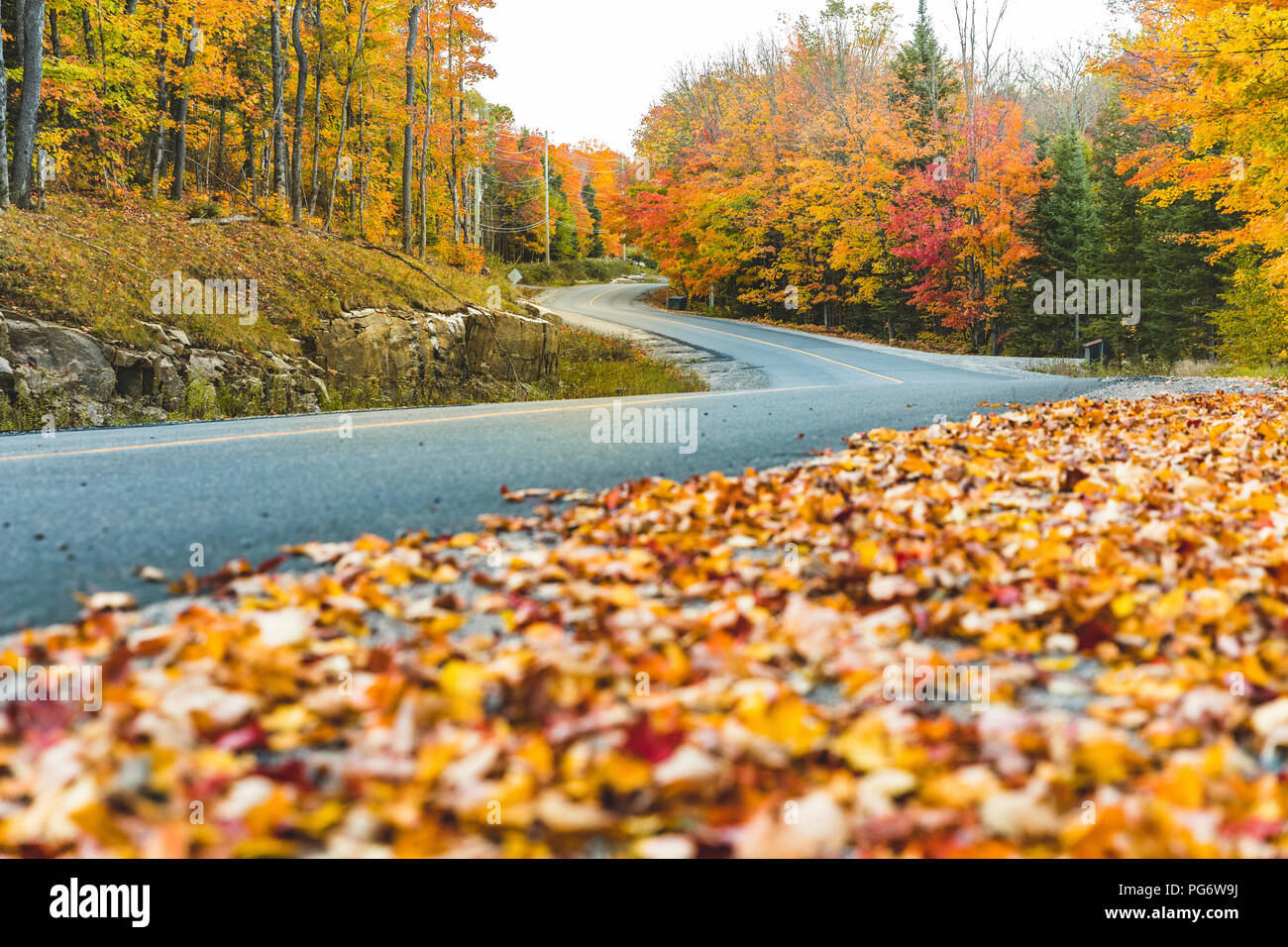 Ontario forests hi-res stock photography and images - Alamy