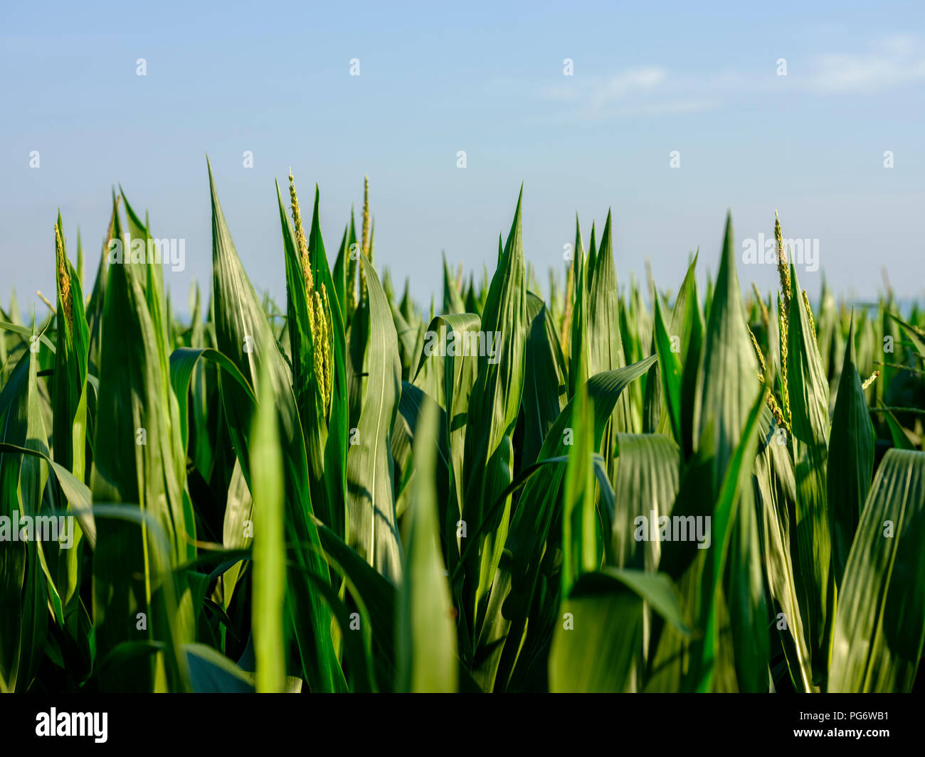 Zea Mays Flowers High Resolution Stock Photography and Images - Alamy