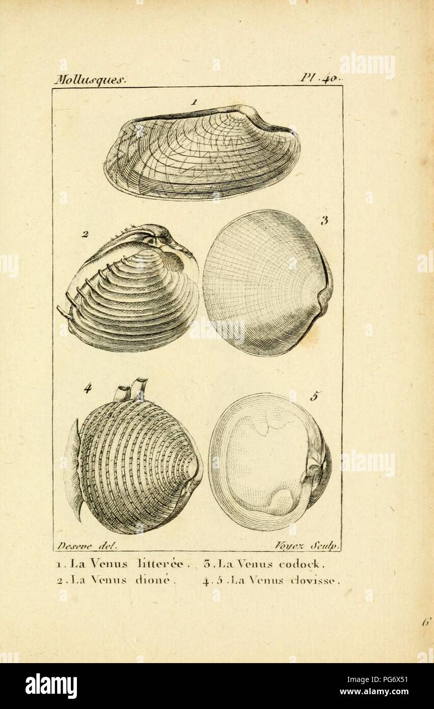 Atlas des mollusques (Pl. 40 Stock Photo - Alamy