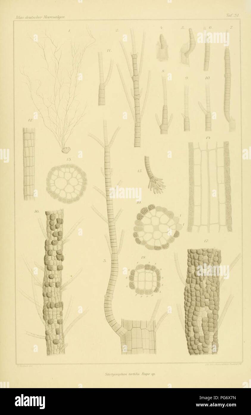 Atlas deutscher Meeresalgen (Taf. 31 Stock Photo - Alamy