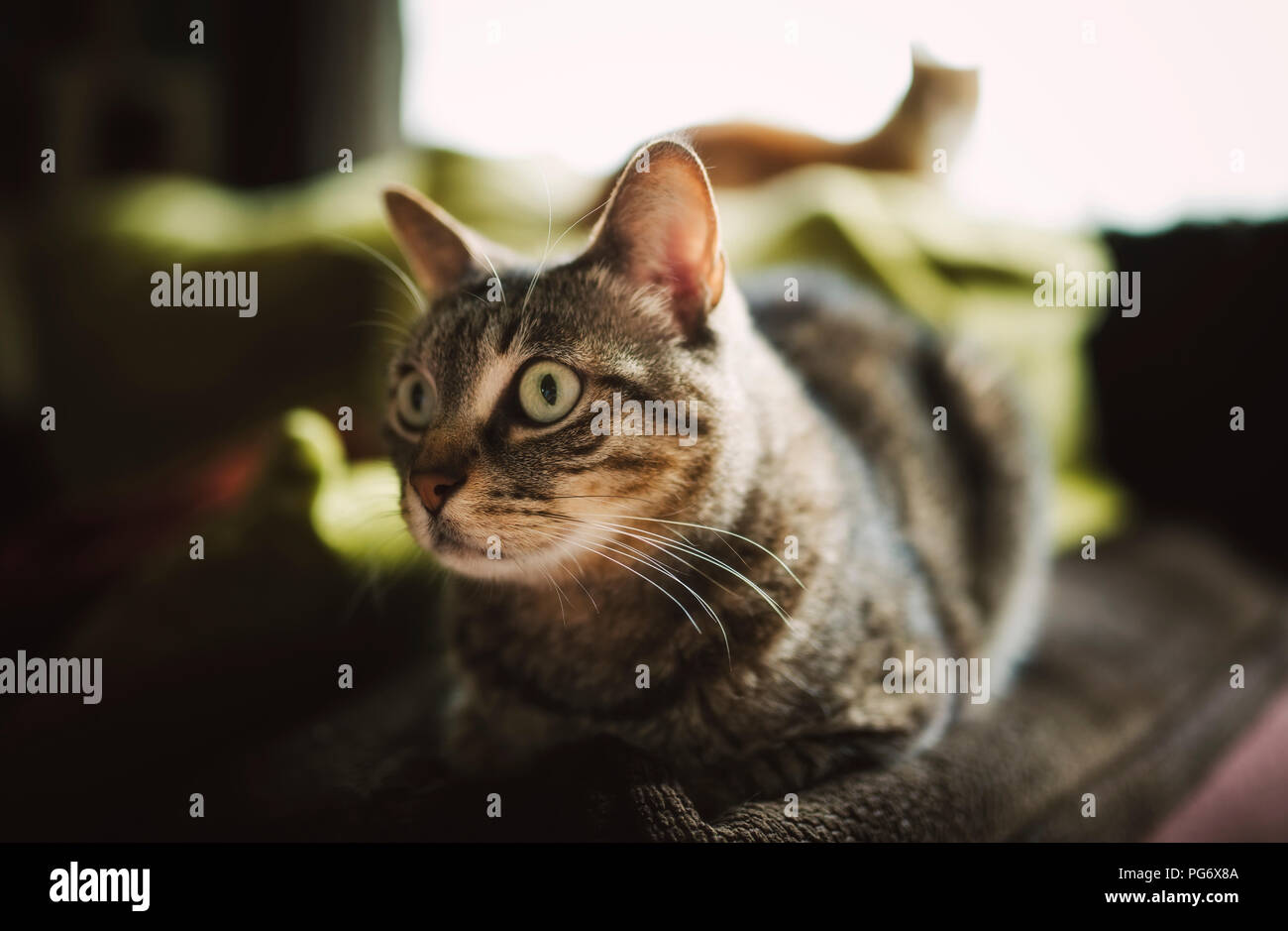 Portrait of starring cat Stock Photo - Alamy