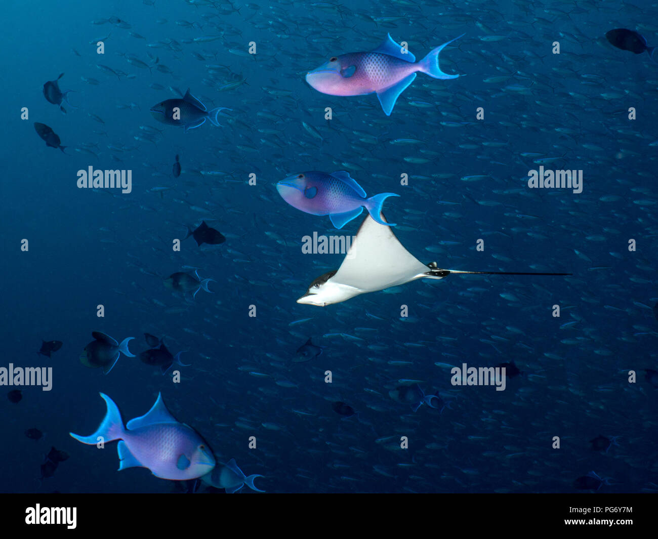 Narinari hi-res stock photography and images - Alamy