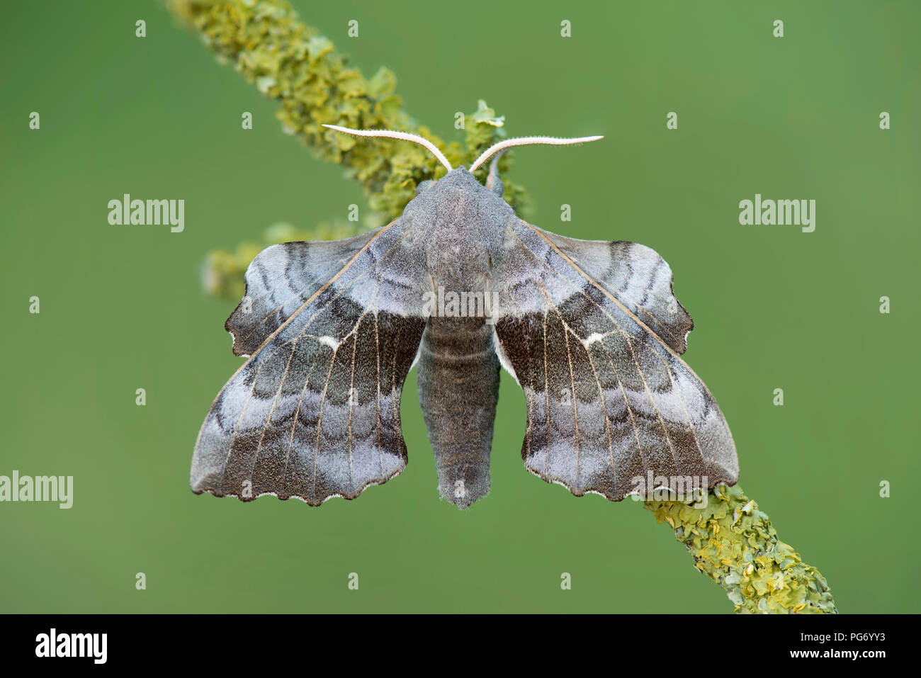 Poplar grey moth hi-res stock photography and images - Alamy