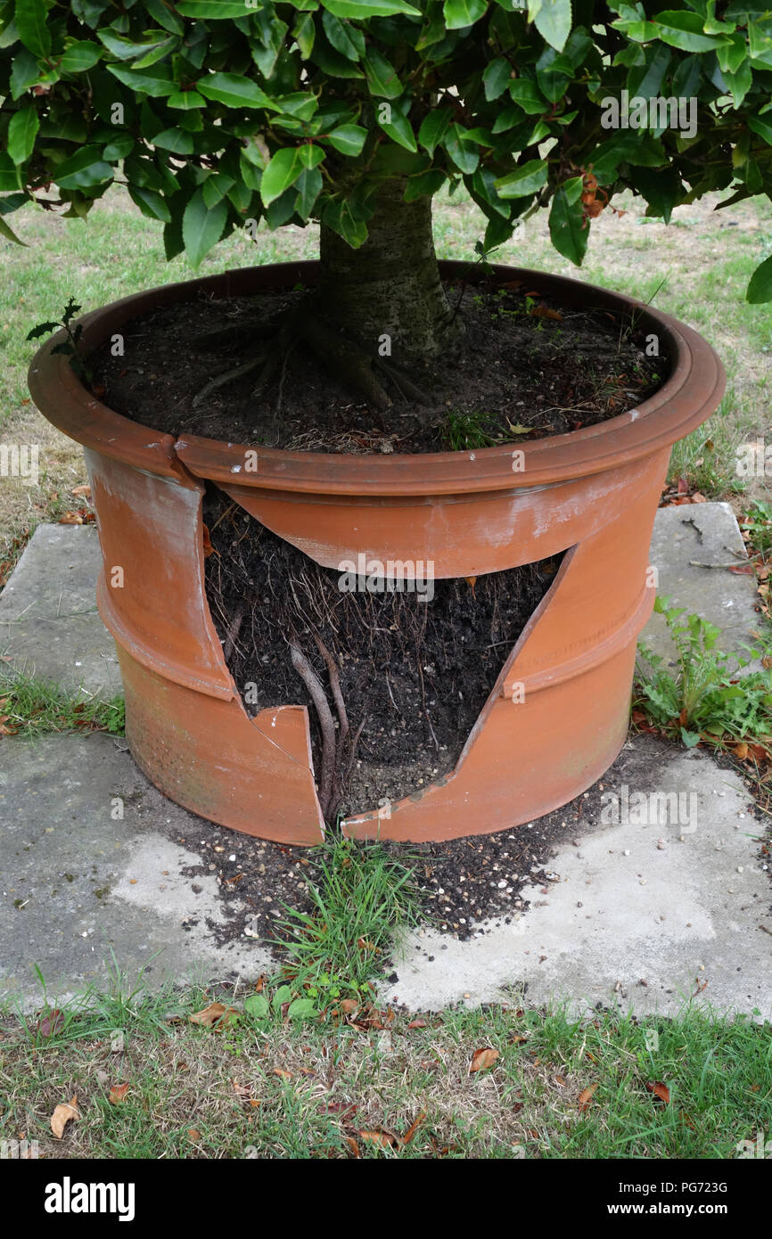 Very large terracotta plant pot, broken by the roots of a plant in a ...