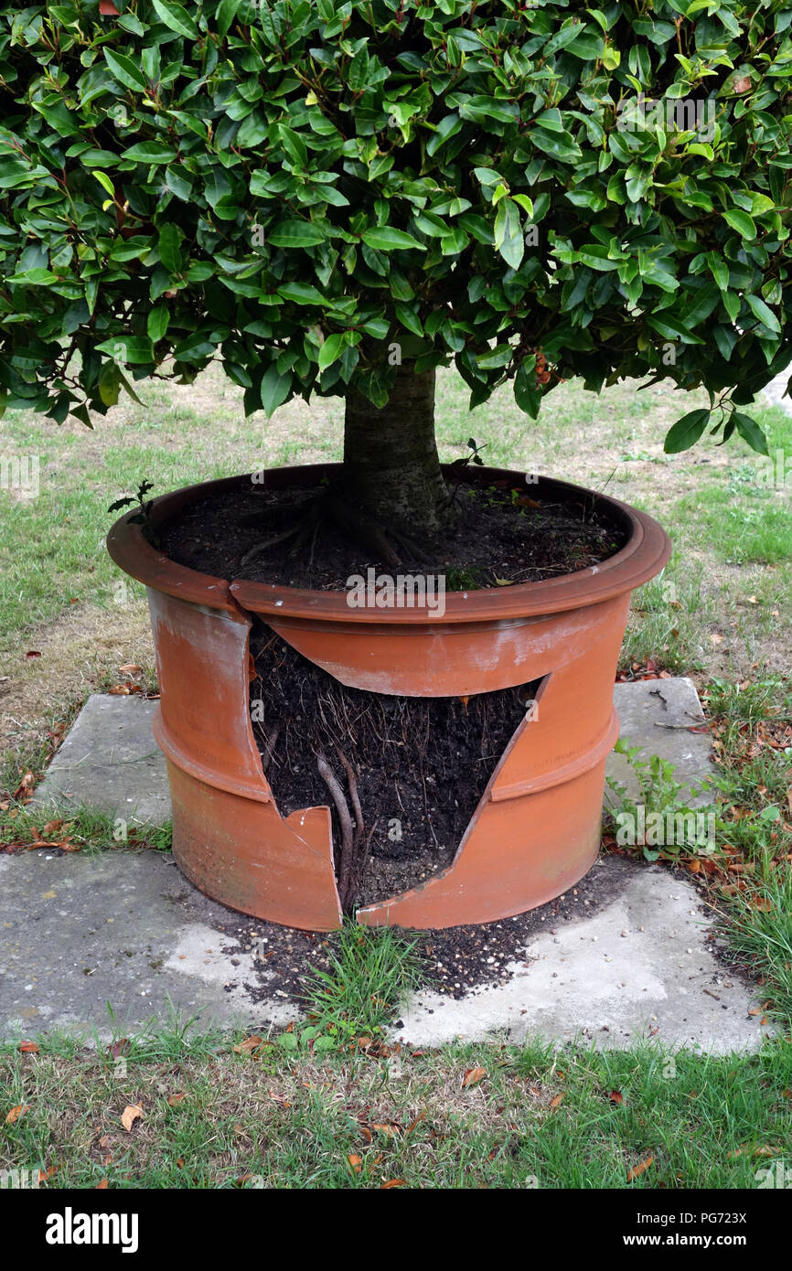 Very large terracotta plant pot, broken by the roots of a plant in a ...