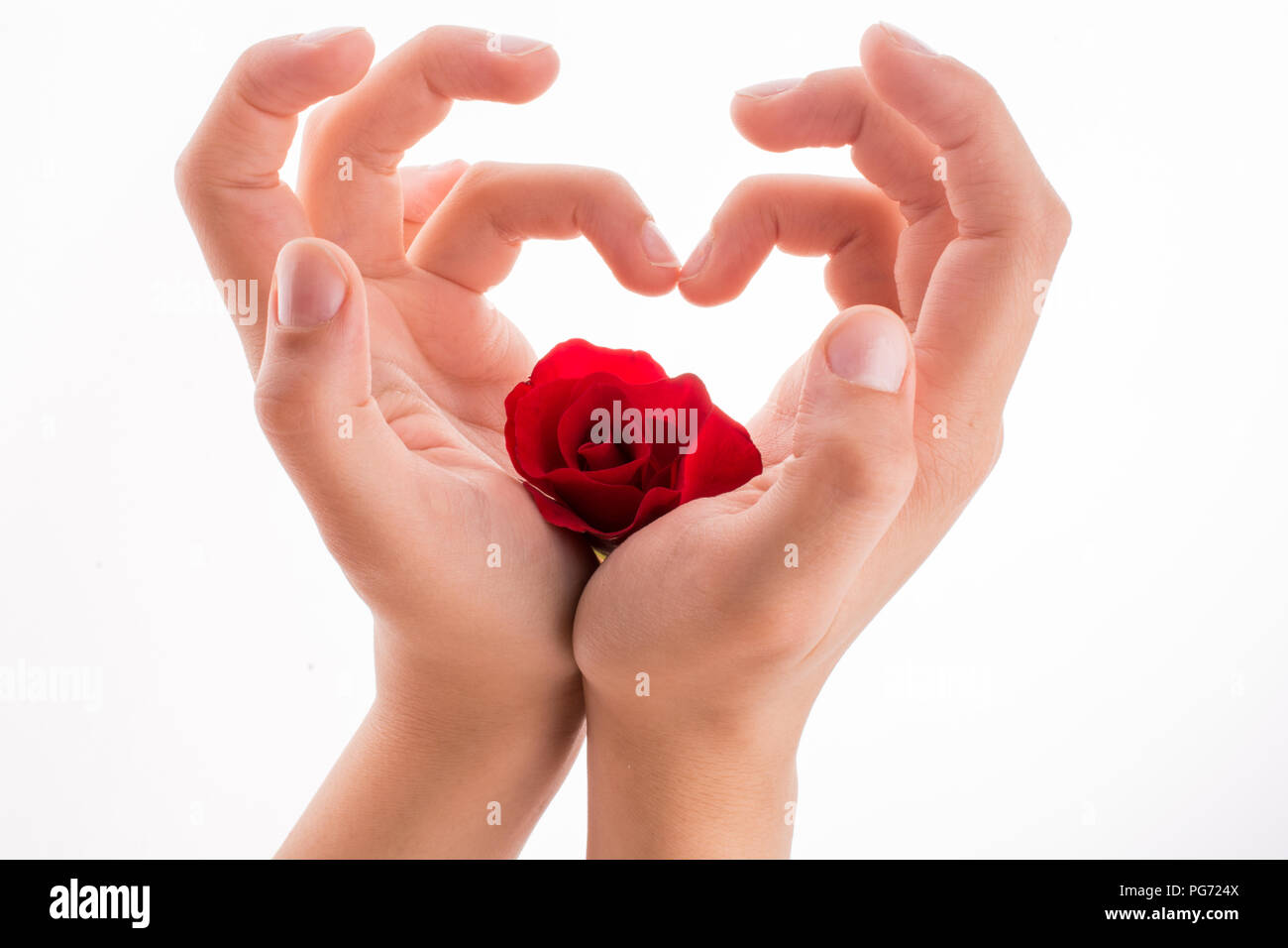 Hand making a heart shape around a red rose on a white background Stock ...