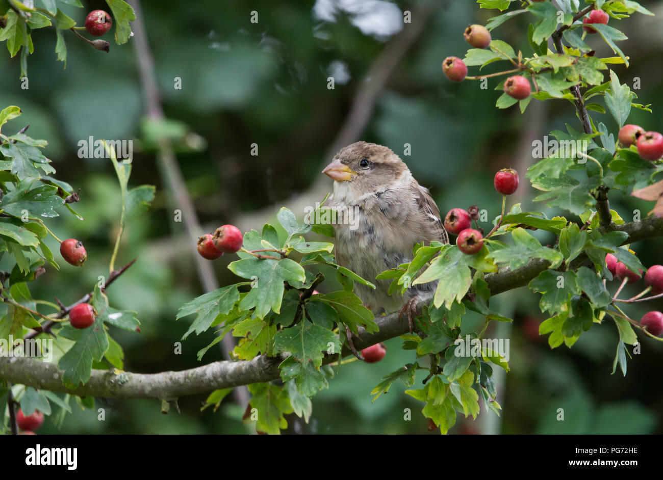 house sparrow juvenile in a hawthorn hedge Stock Photo - Alamy