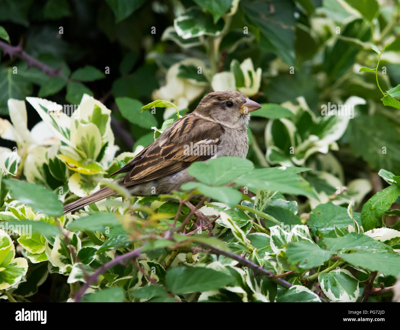 Uk hawthorn hedge garden hi-res stock photography and images - Alamy