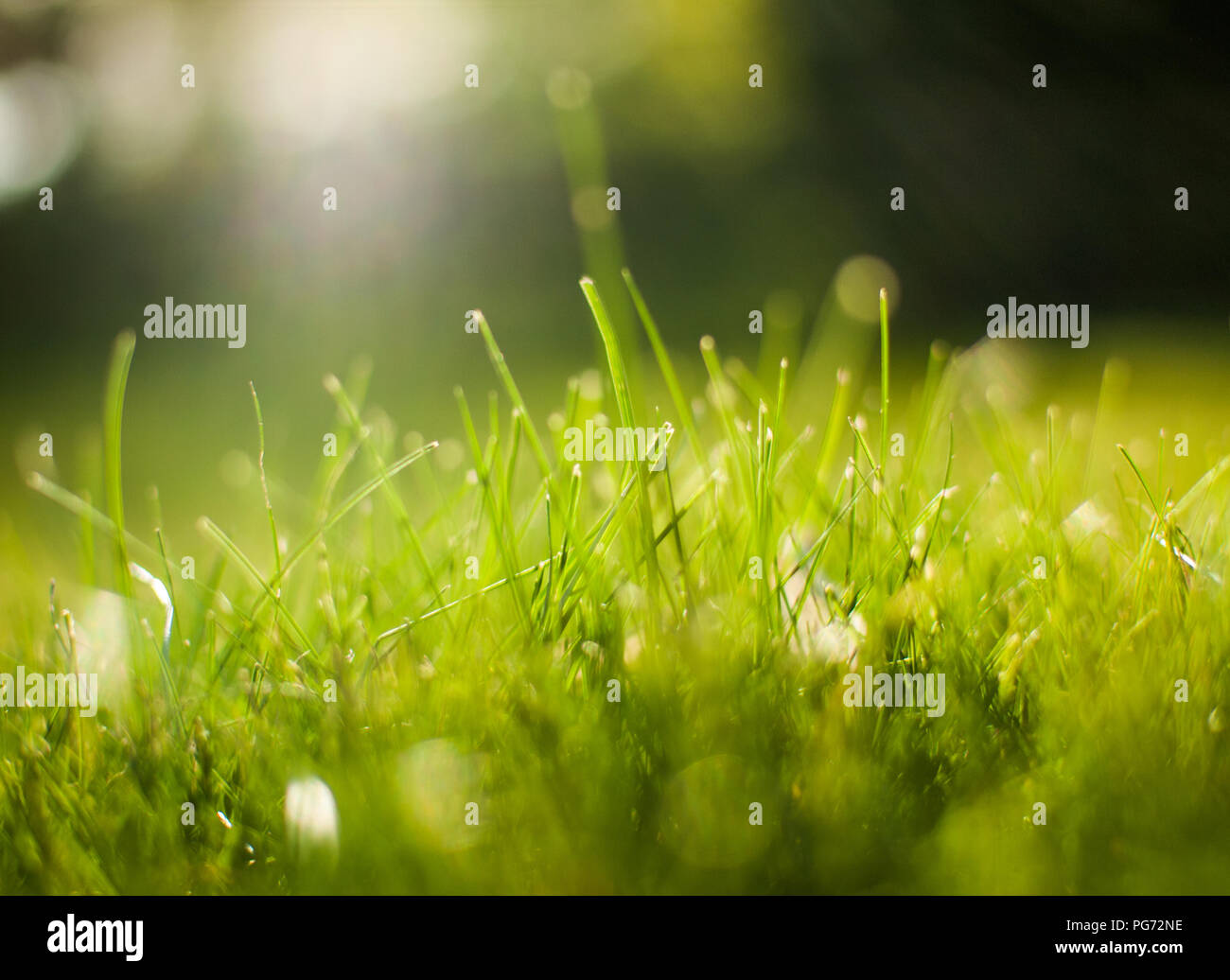 Glowing grass - background Stock Photo - Alamy