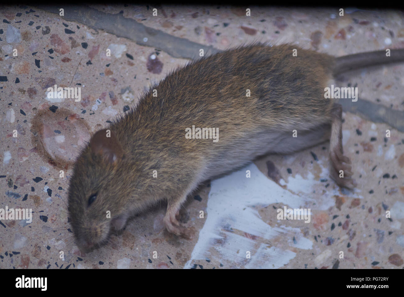 cat are hunting and play with mice Stock Photo - Alamy