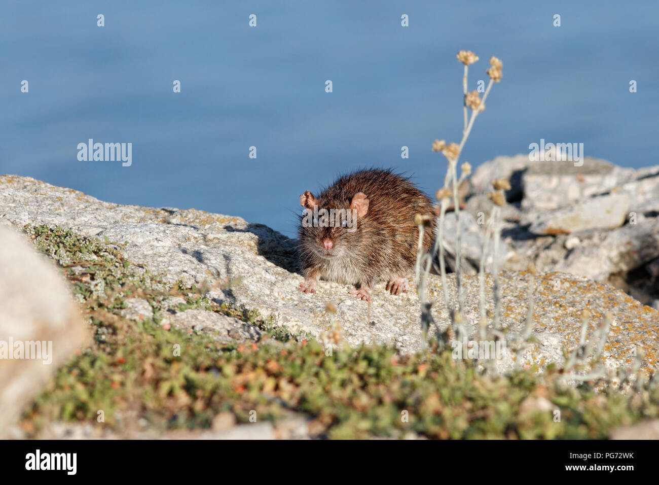 White rat looking at camera hi-res stock photography and images - Alamy