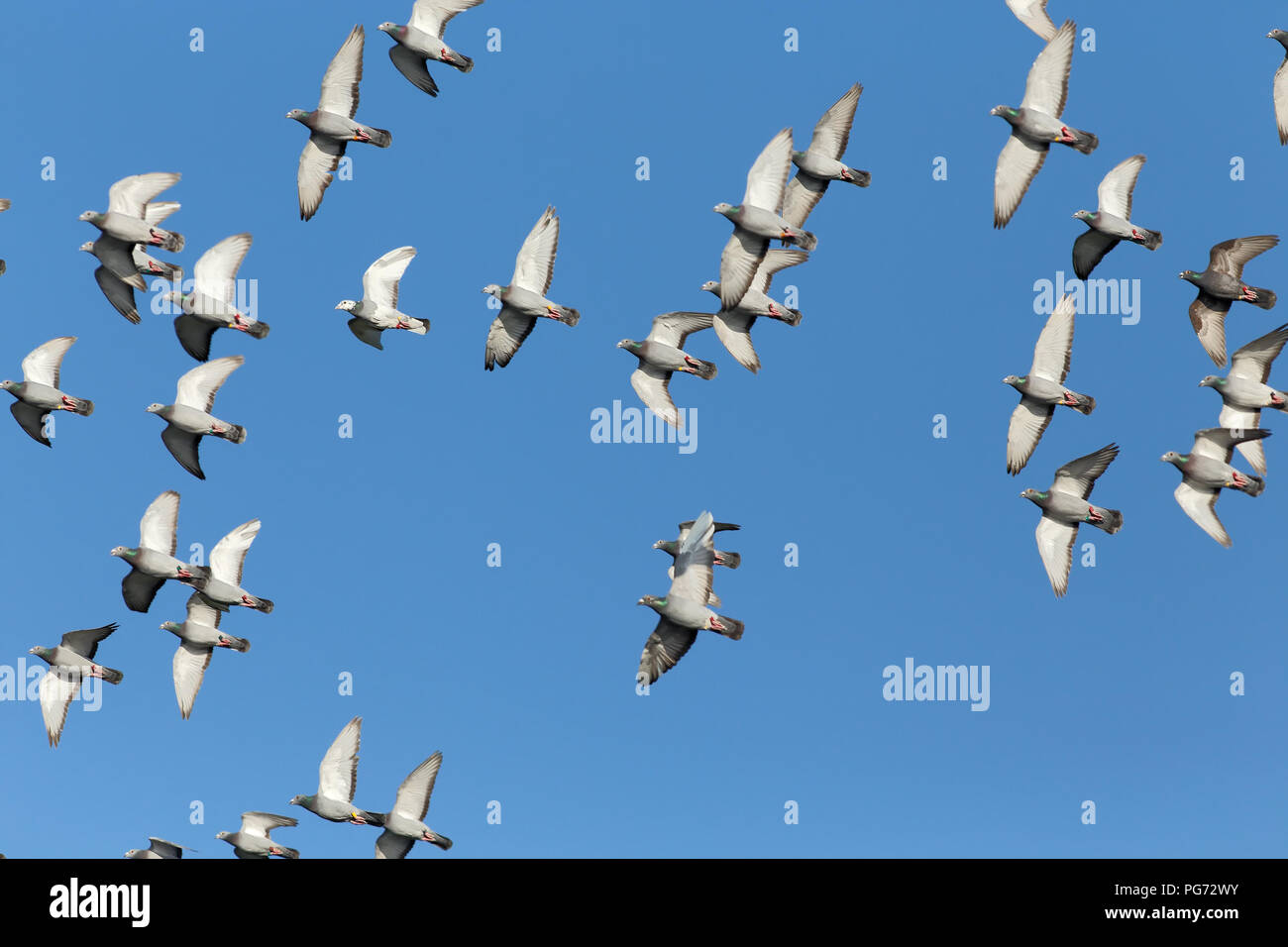 Flock of sport carrier pigeons flying against a beautiful deep blue sky ...