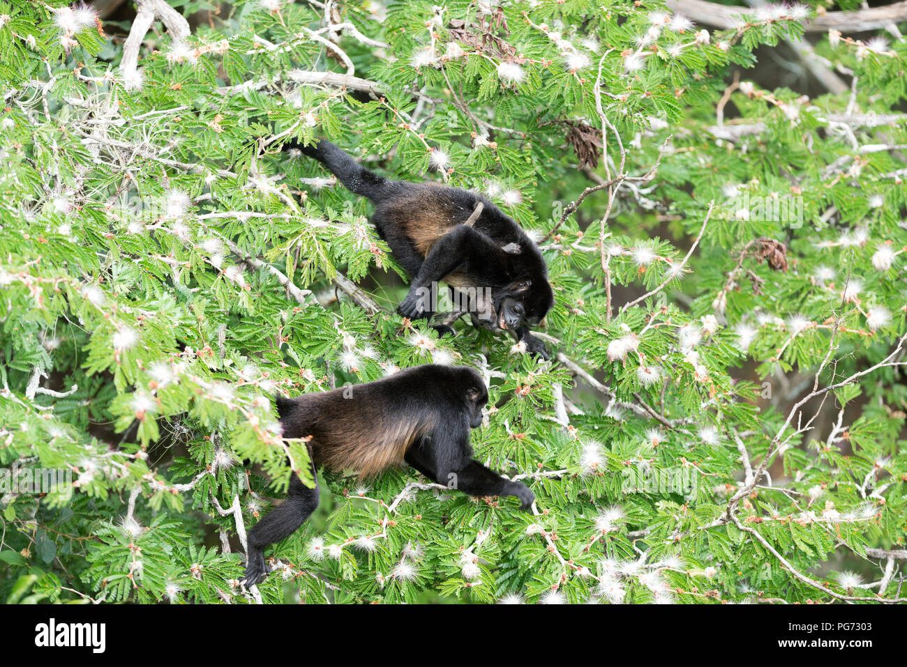 Howler monkey family in tree canopy Stock Photo - Alamy