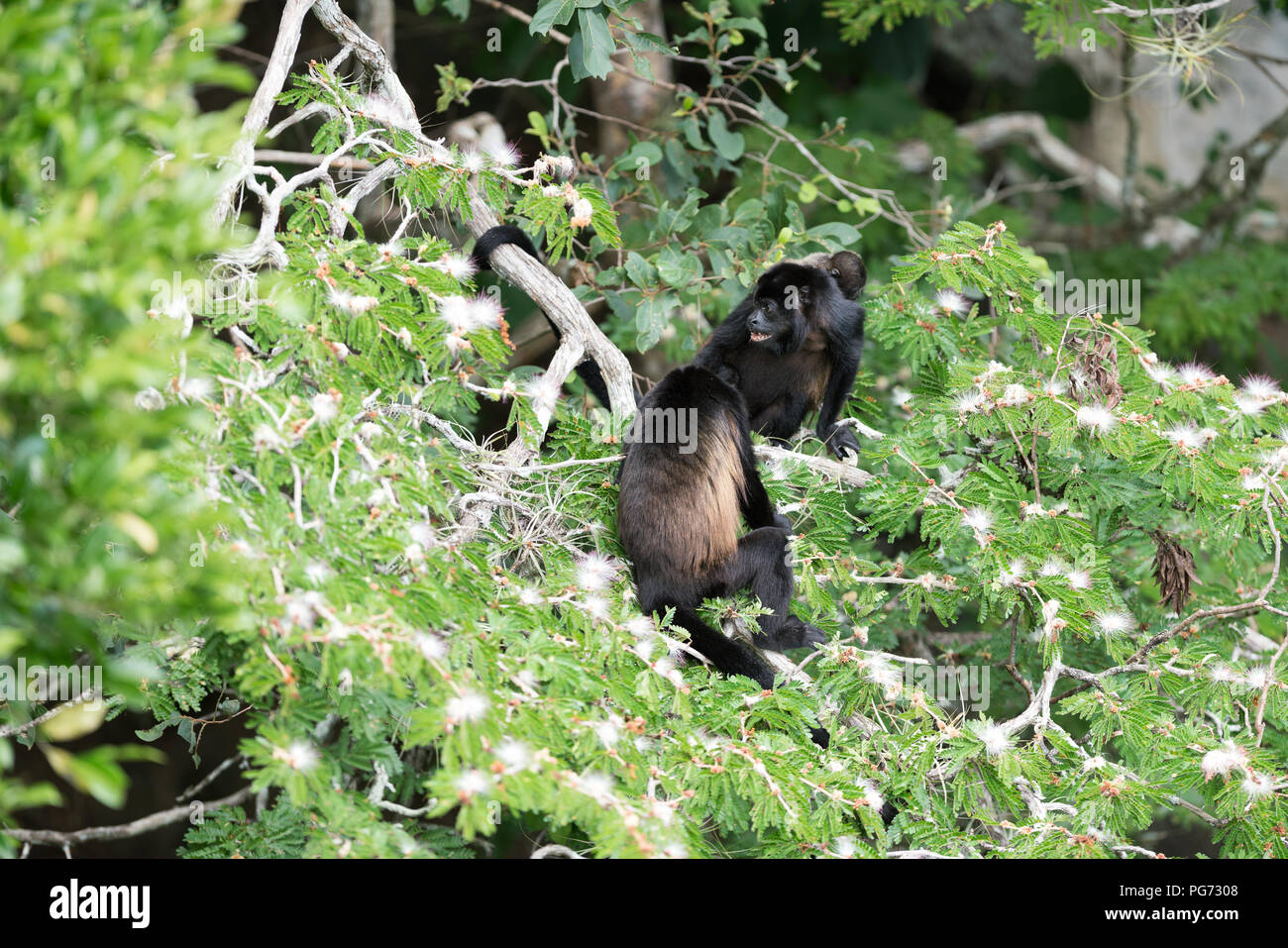 Howler monkey family in tree canopy Stock Photo - Alamy