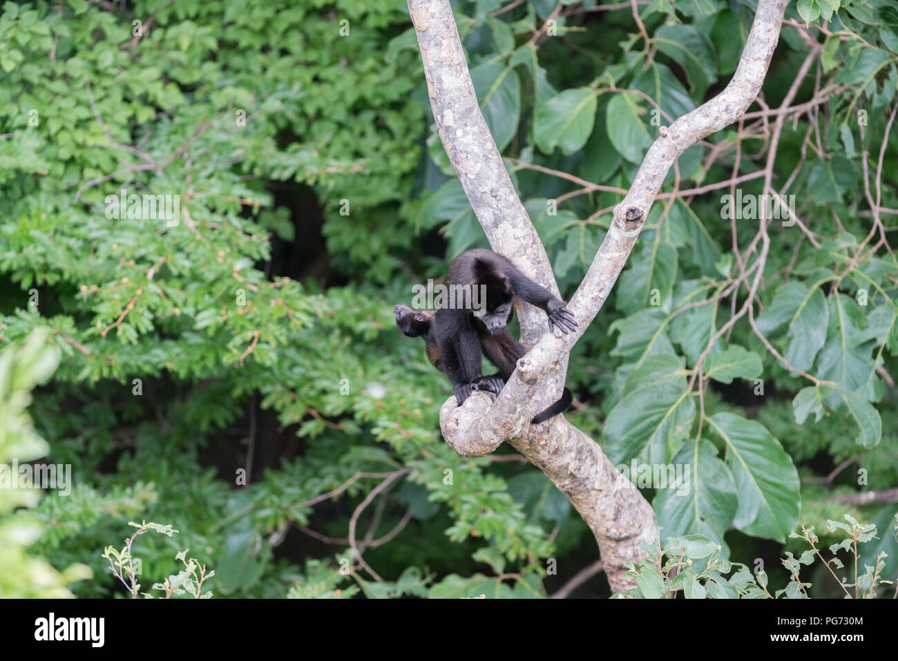 Howler monkey family in tree canopy Stock Photo - Alamy